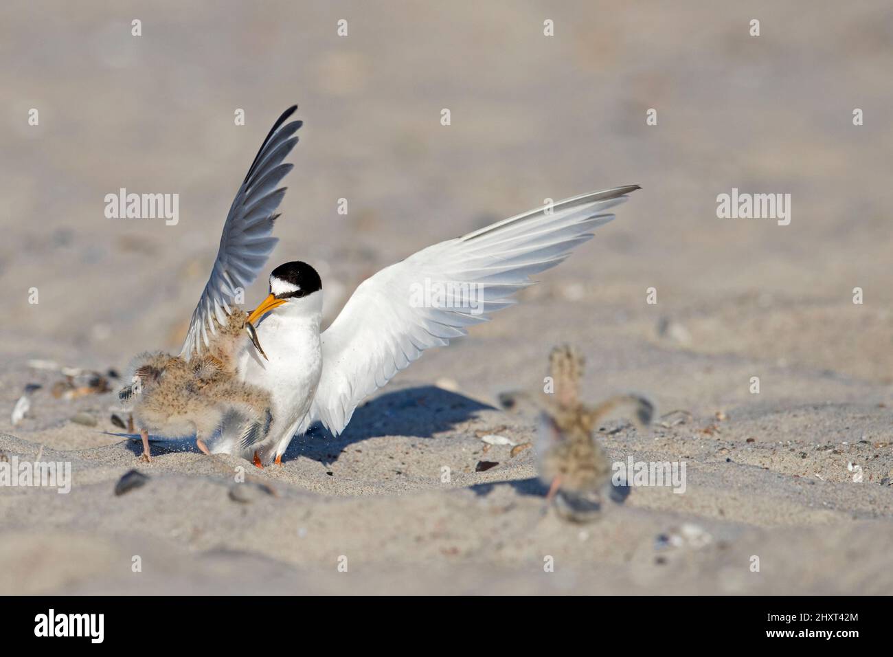 Feeding fish hi-res stock photography and images - Alamy