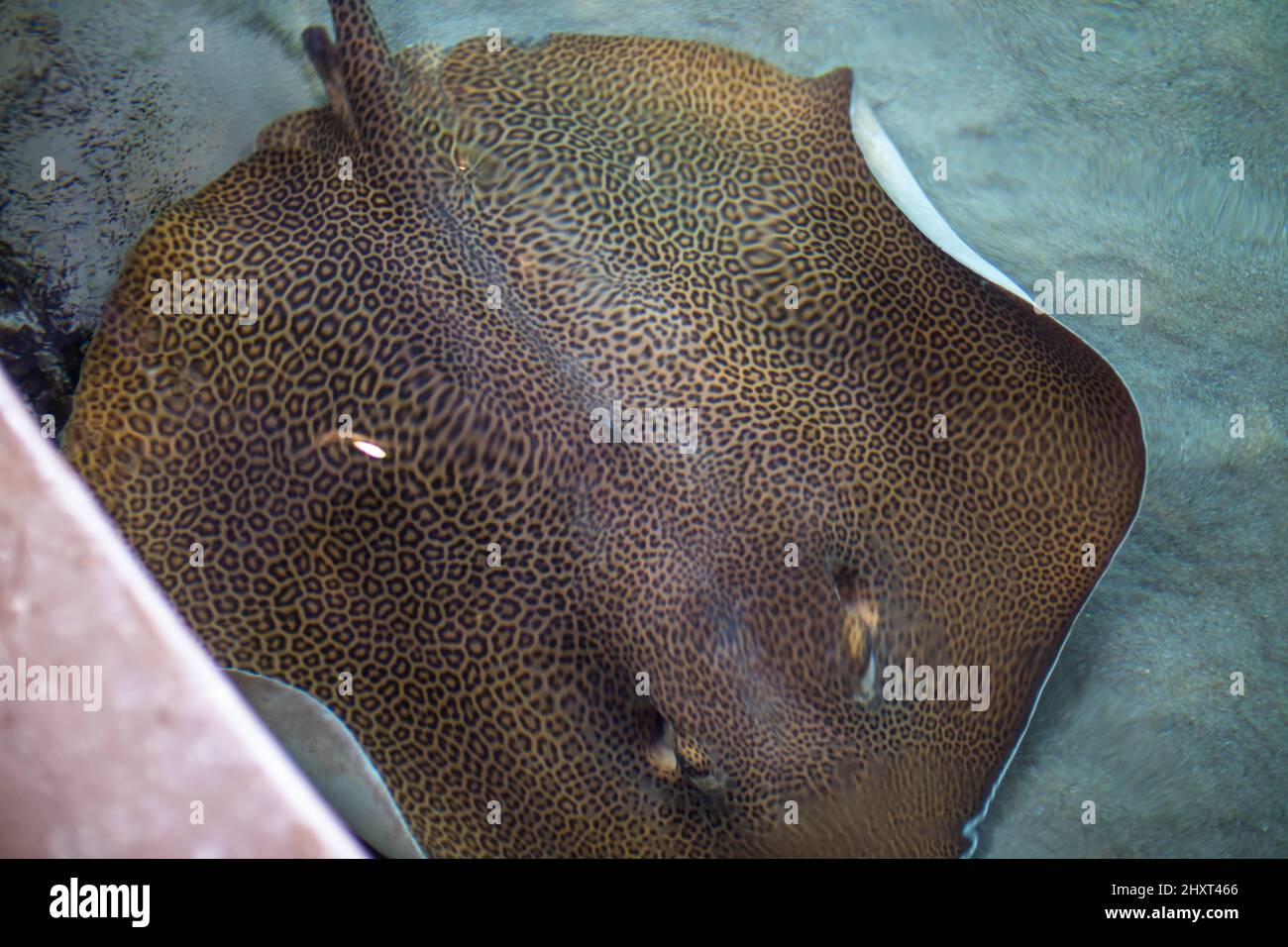 Brown stingray swimming in a pool Stock Photo - Alamy