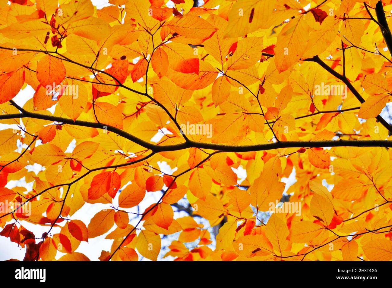 Closeup of bright yellow and orange tree leaves Stock Photo - Alamy