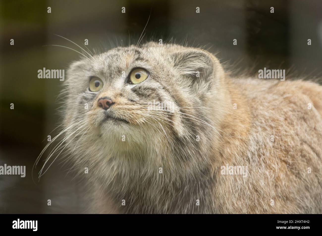 Closeup of the Pallas's cat, Otocolobus manual. Animal portrait Stock ...
