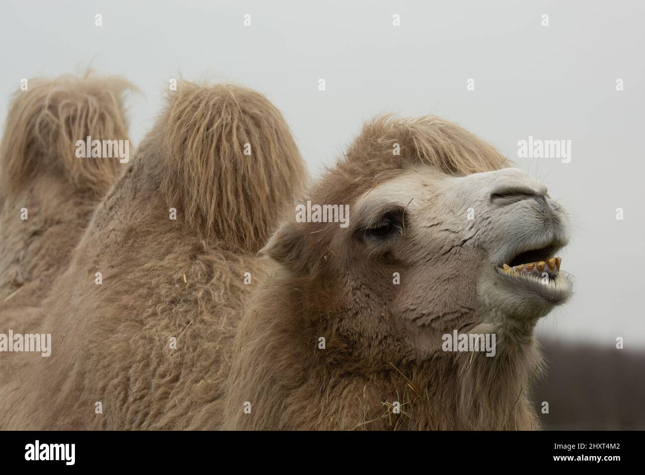 Closeup of the Bactrian camel known as Mongolian camel, domestic ...
