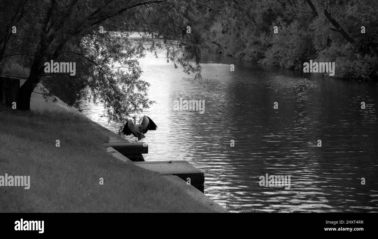 Feather edge Black and White Stock Photos & Images - Alamy