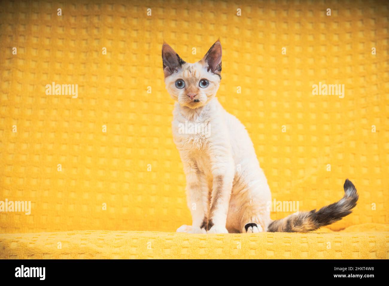 Devon rex cat breed hi-res stock photography and images - Alamy