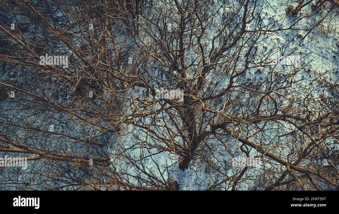 Snow covers the ground while looking straight down over a tree Stock ...