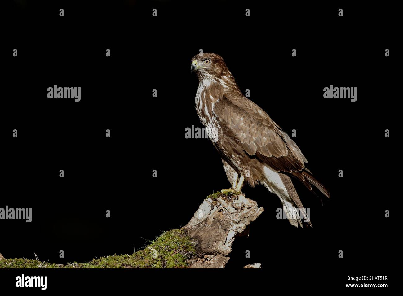 Aves aves aves rapaces hi-res stock photography and images - Alamy