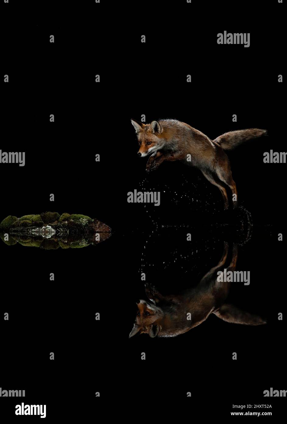 Red fox reflection vulpes vulpes hi-res stock photography and images ...