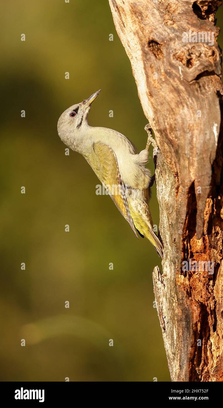 Pito canol hi-res stock photography and images - Alamy