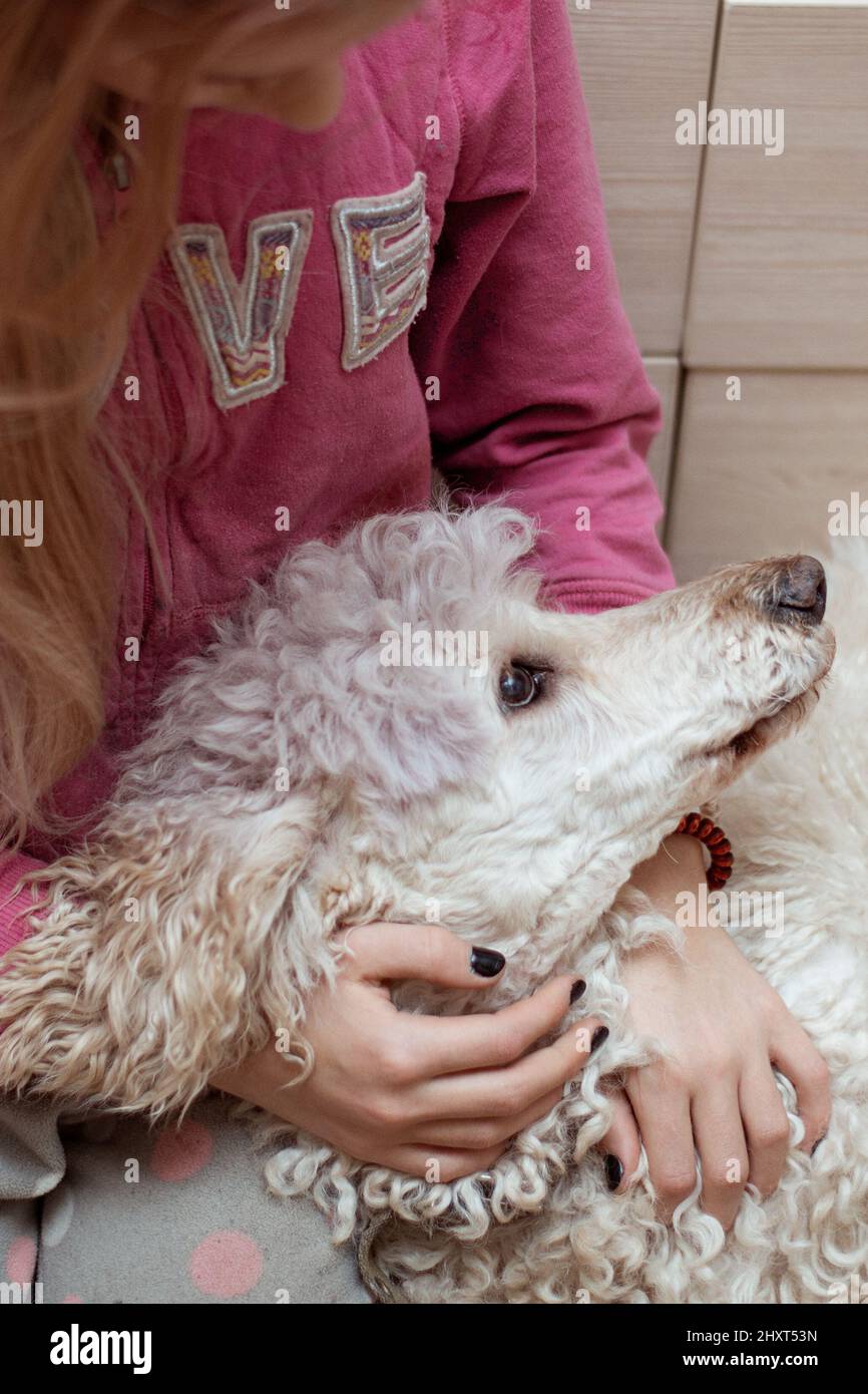 Teenager girl and a big dog - royal poodle Stock Photo - Alamy