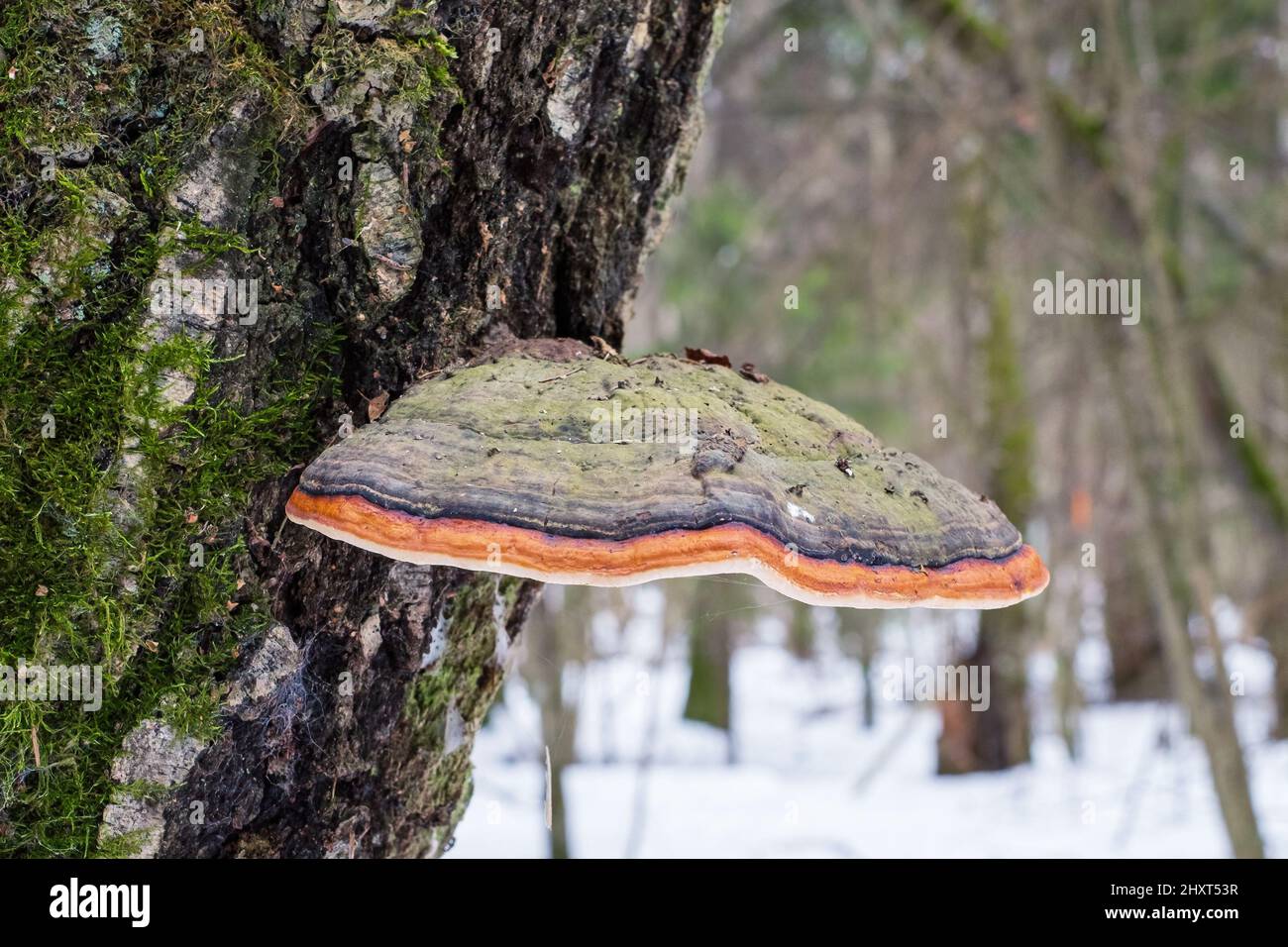 Fomitopsis pinicola, is a stem decay fungus common on softwood and ...