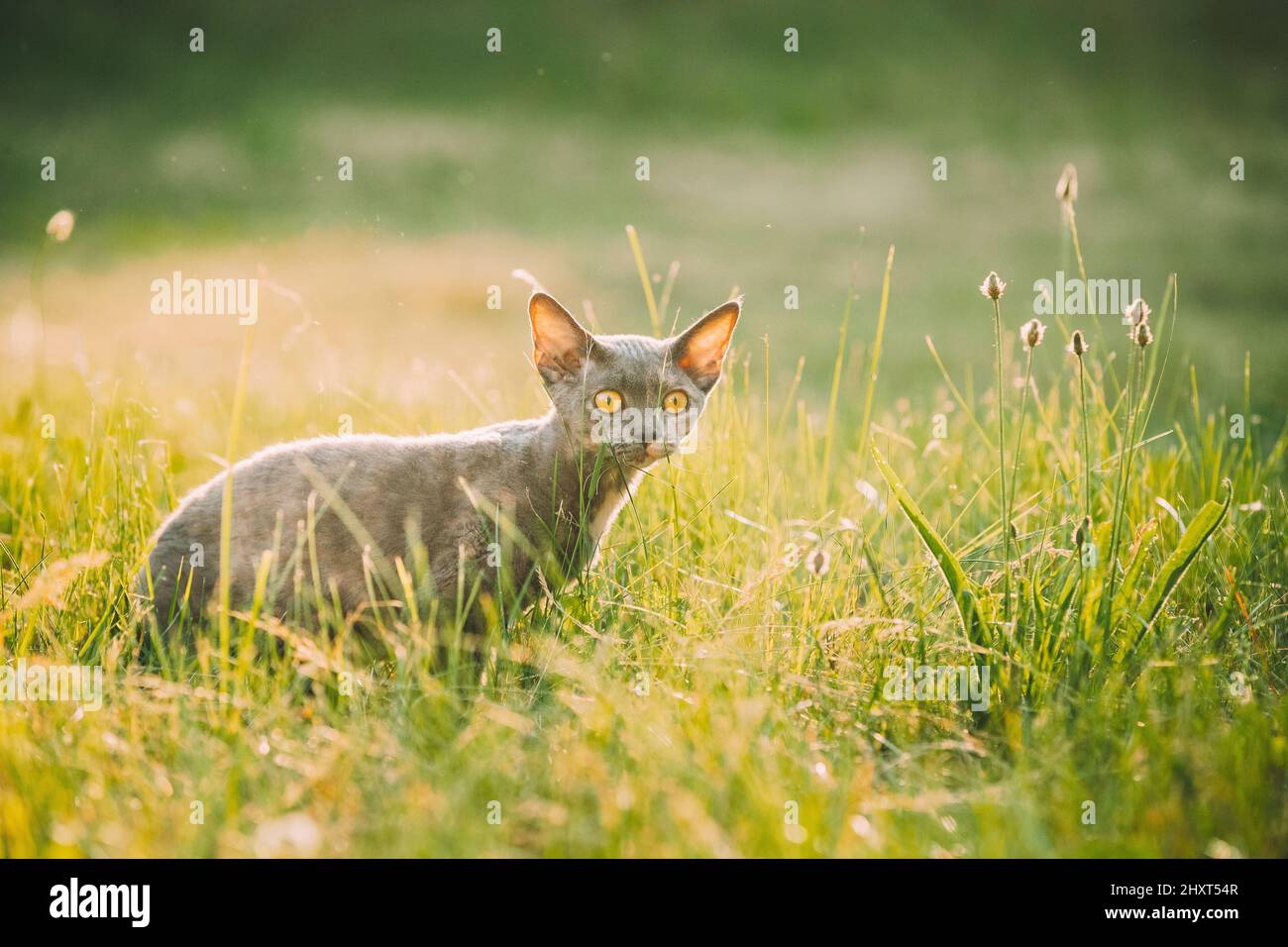 Funny Young Gray Devon Rex Kitten Sitting In Green Grass. Short-haired ...