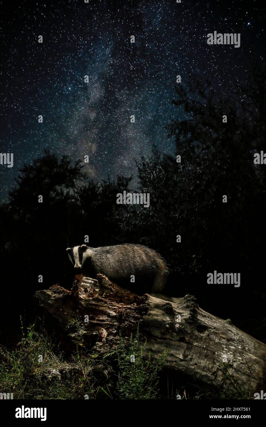 Tejon comun hi-res stock photography and images - Alamy