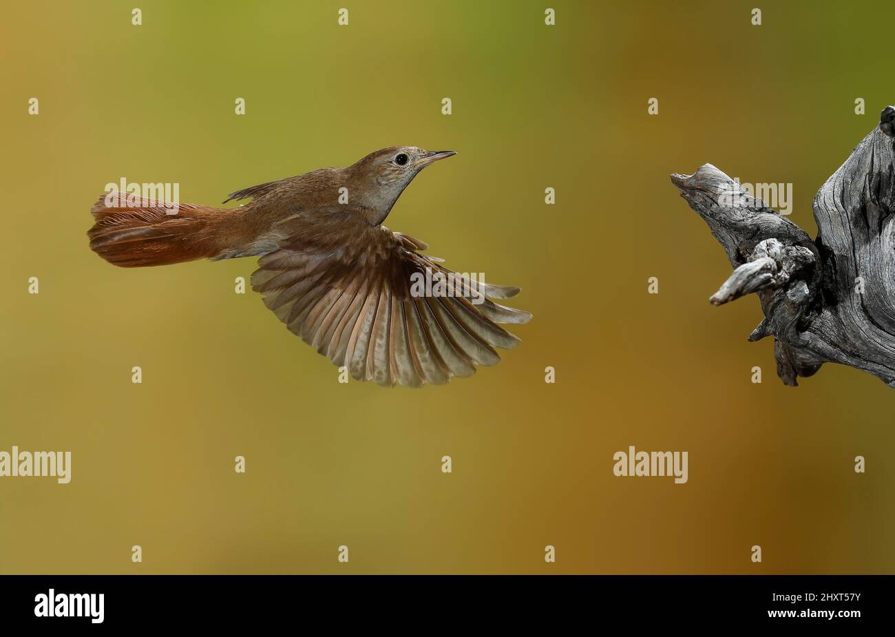 Nightingale Flying Drawing