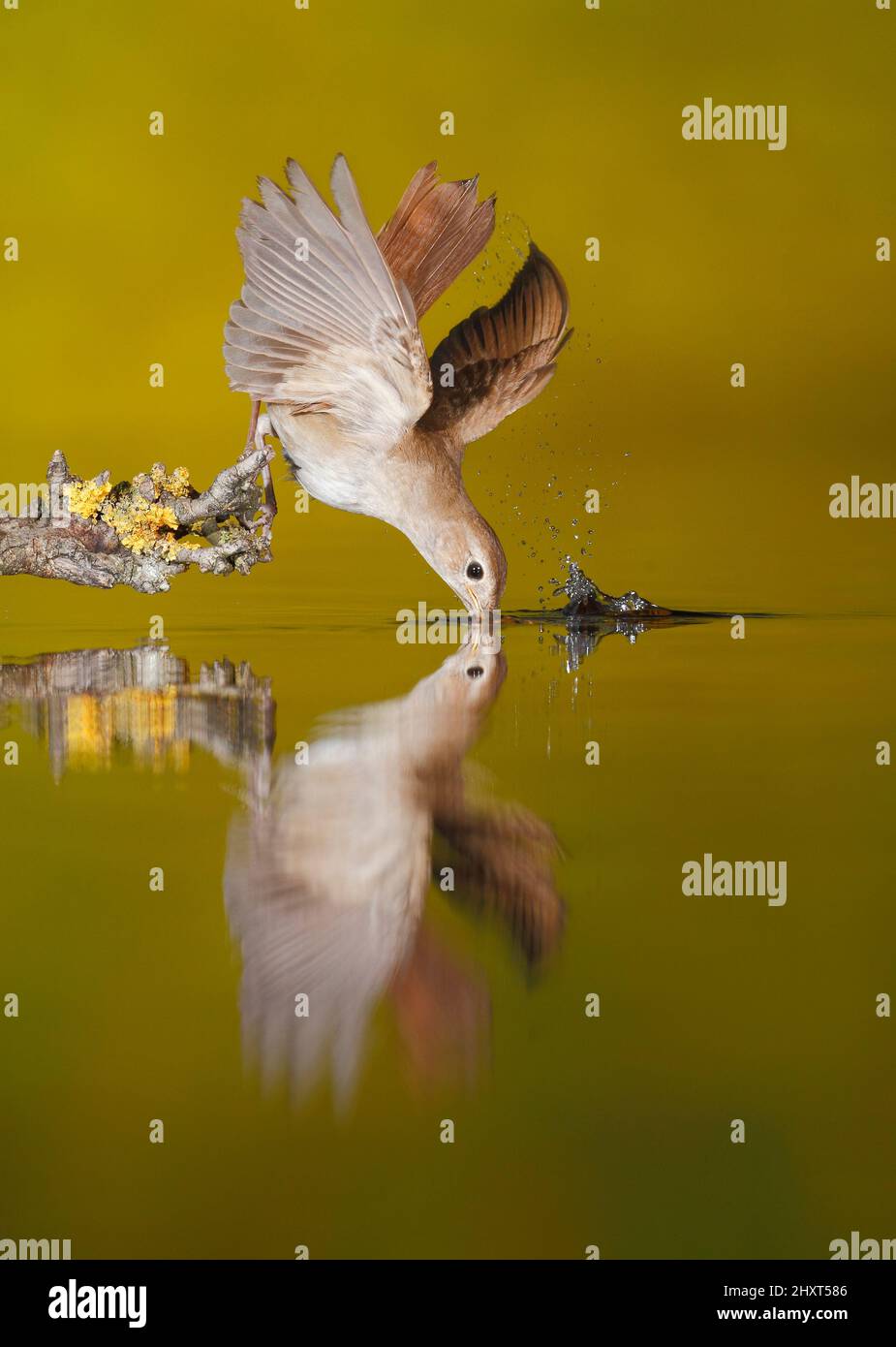 Common nightingale (Luscinia megarhynchos Stock Photo - Alamy