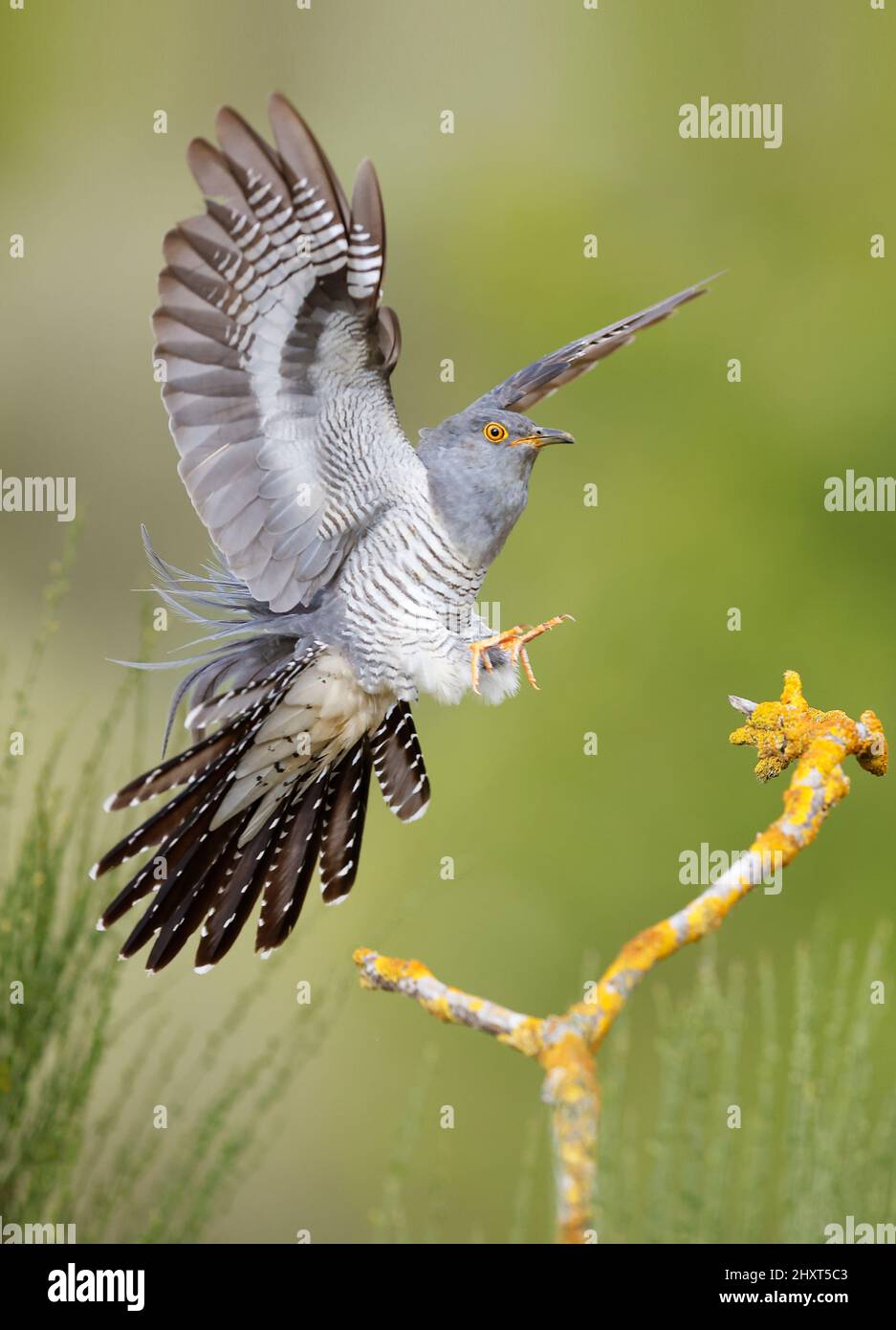 Common cuckoo (Cuculus canorus) in flight, Salamanca, Castilla y Leon ...