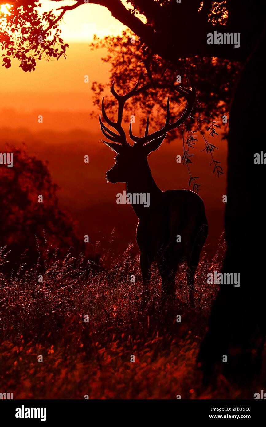 Red deer (Cervus elaphus) at sunset, Danube Delta, Romania Stock Photo ...