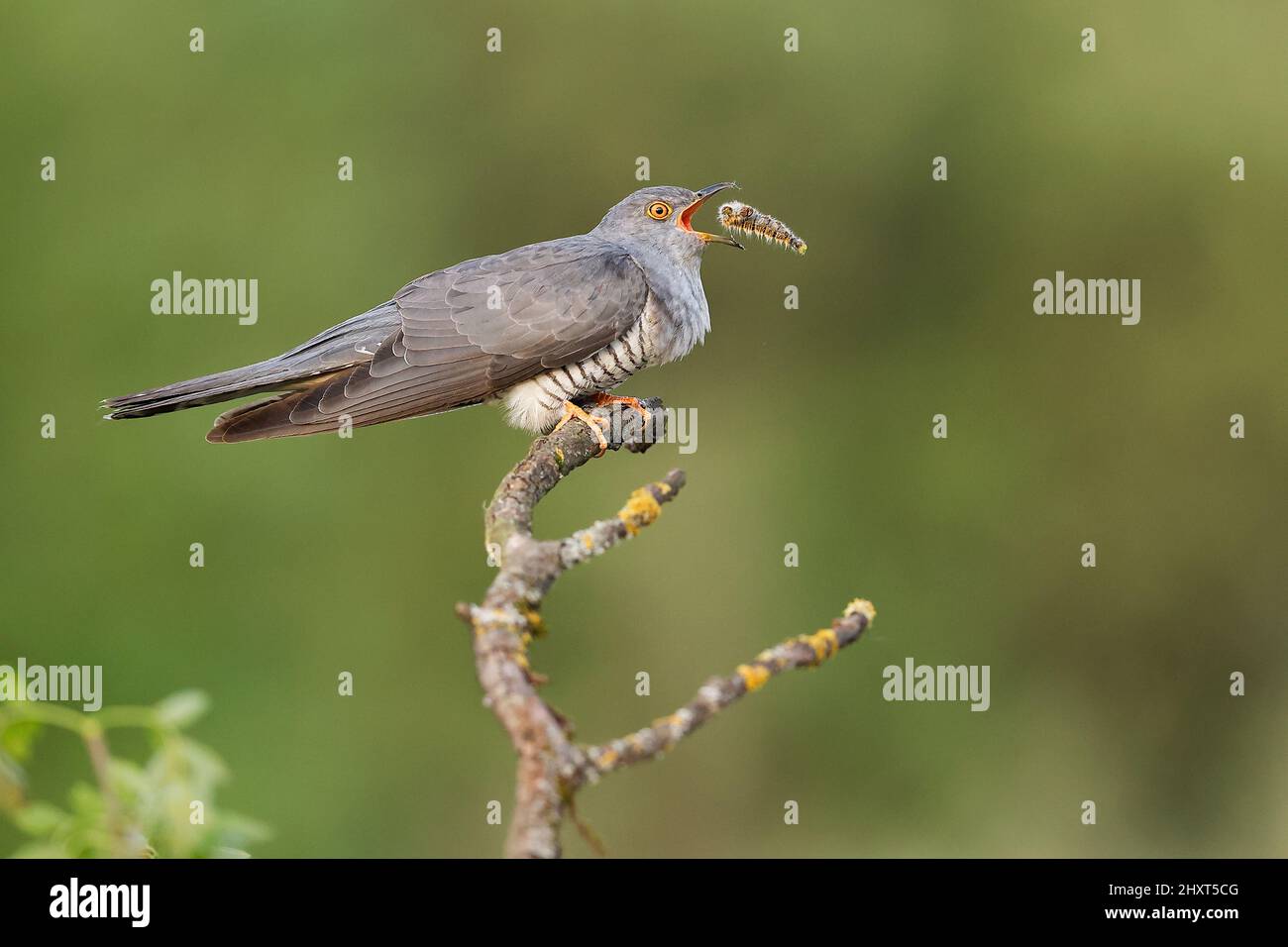 Common cuckoo (Cuculus canorus) with a worm in beak, Salamanca ...