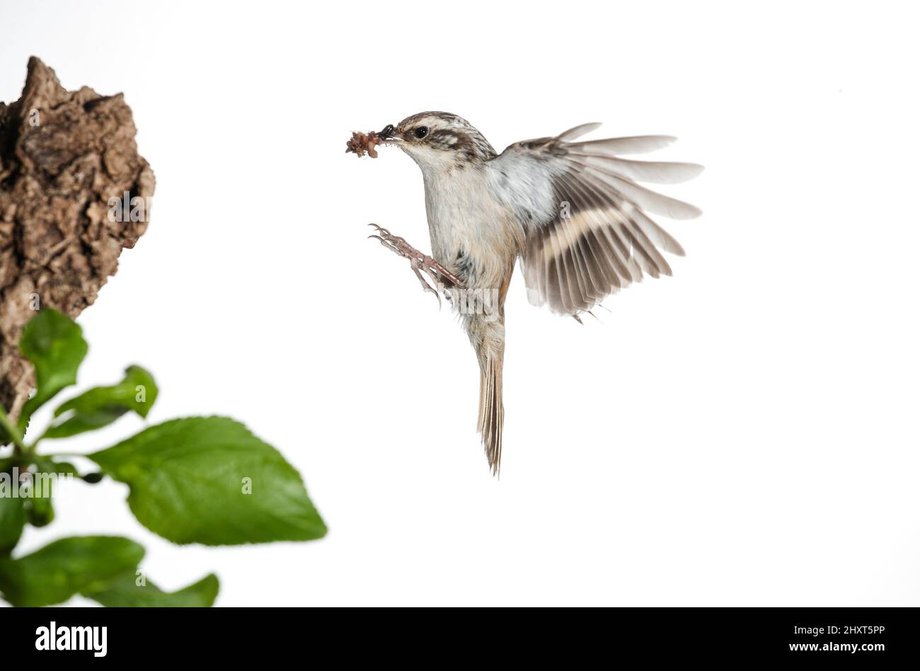 Flying treecreeper (Certhia brachydactyla) with prey on peak, Salamanca ...