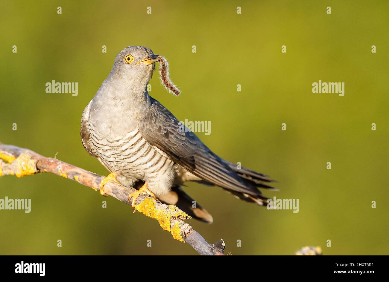 Common cuckoo (Cuculus canorus) with a worm in beak, Salamanca ...