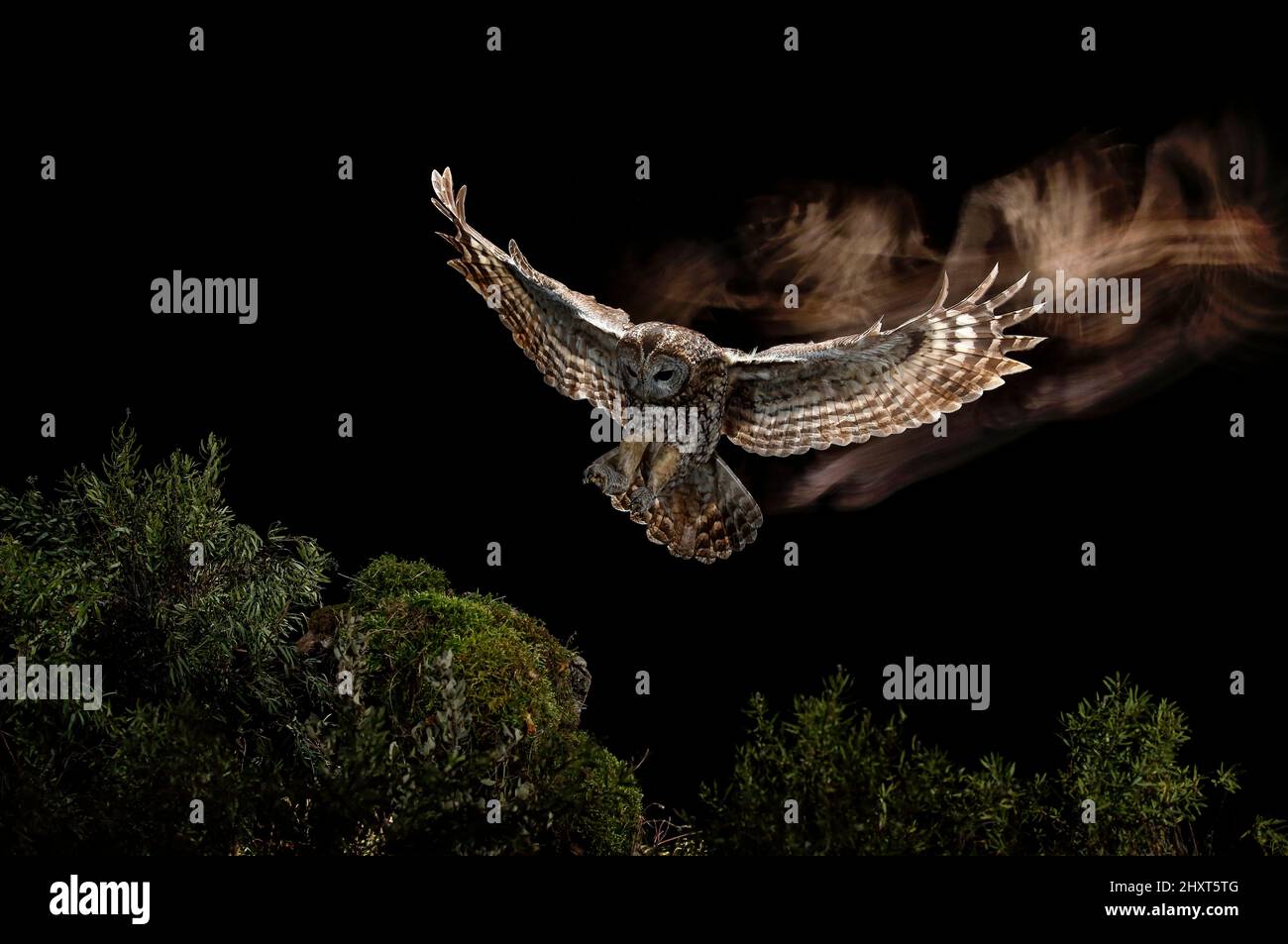 Tawny owl flying hi-res stock photography and images - Alamy