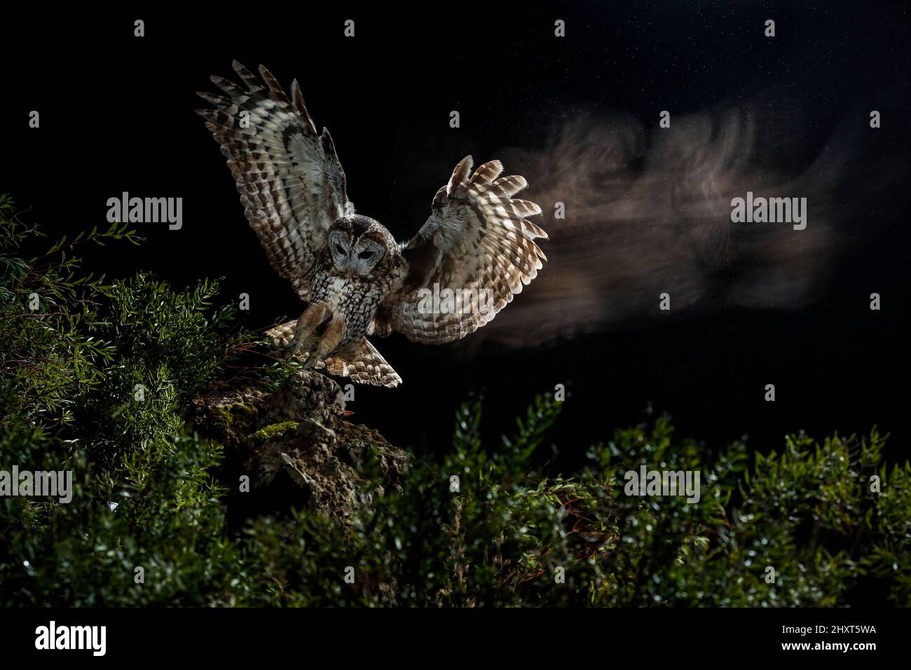 Tawny owl flying hi-res stock photography and images - Alamy