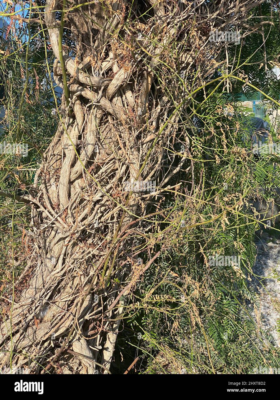 The dried tree trunk and dried plant branches. Natural, organic ...