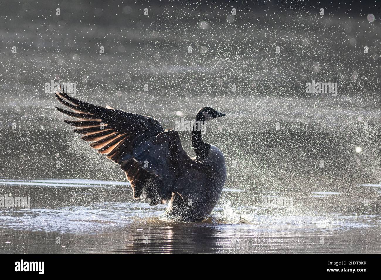 A Canada Goose sprays droplets of water as it stretches and flaps its ...