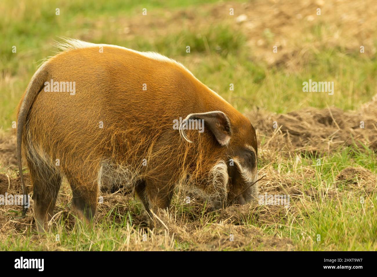Closeup of the red river hog digging the ground with its snout ...