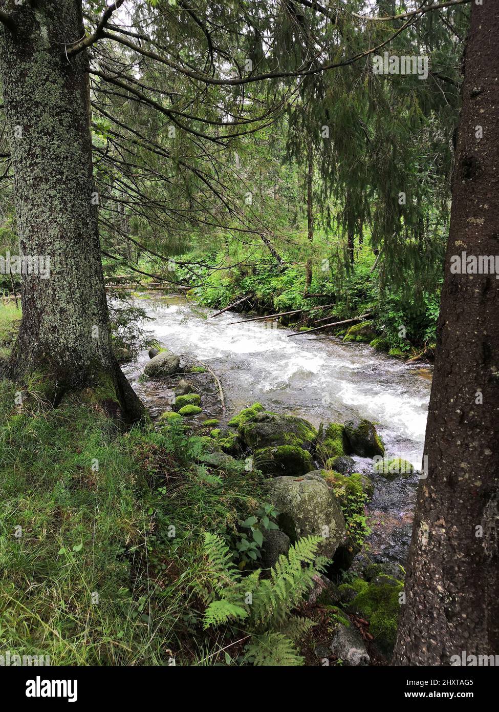 Vertical photo of a stream flowing among rocks with plants and trees in ...