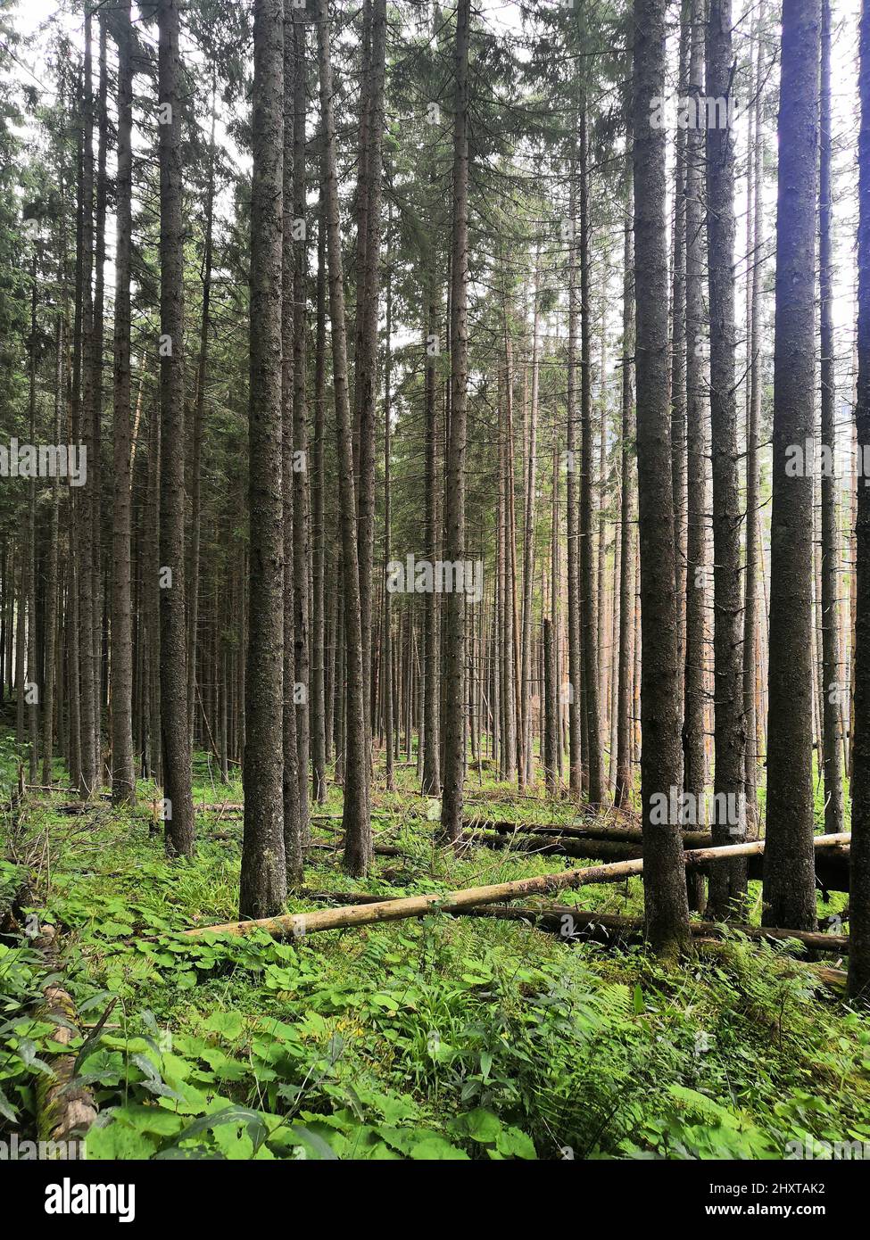 Vertical photo of tall pine tree forest with withered branches in ...