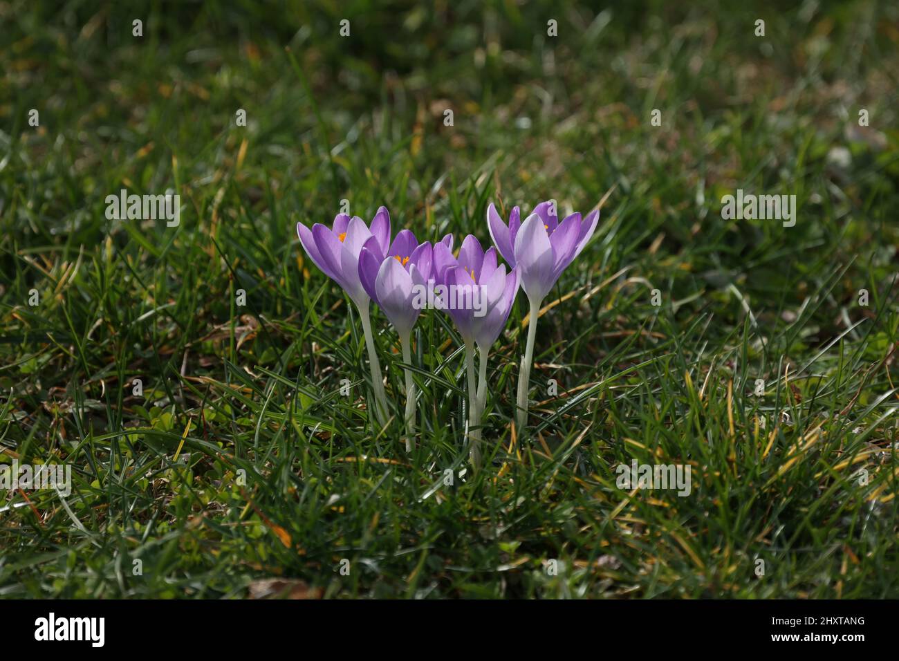 Photo of a group of crocuses in spring in the city park Stock Photo - Alamy