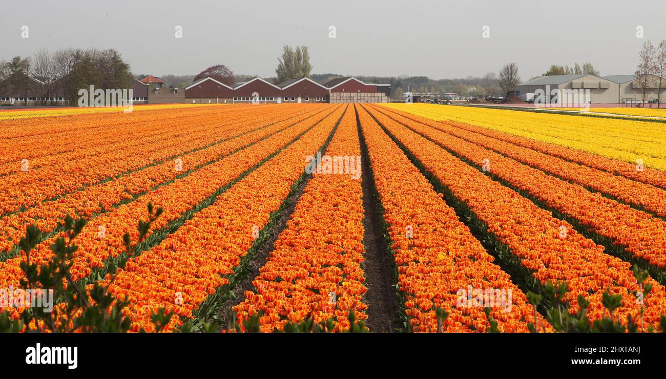 General view of Tulip Bulb fields in Lisse, The Netherlands Stock Photo ...