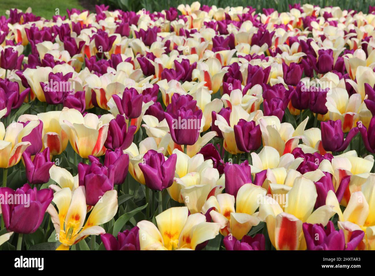 General view of flowers in Lisse, The Netherlands Stock Photo - Alamy