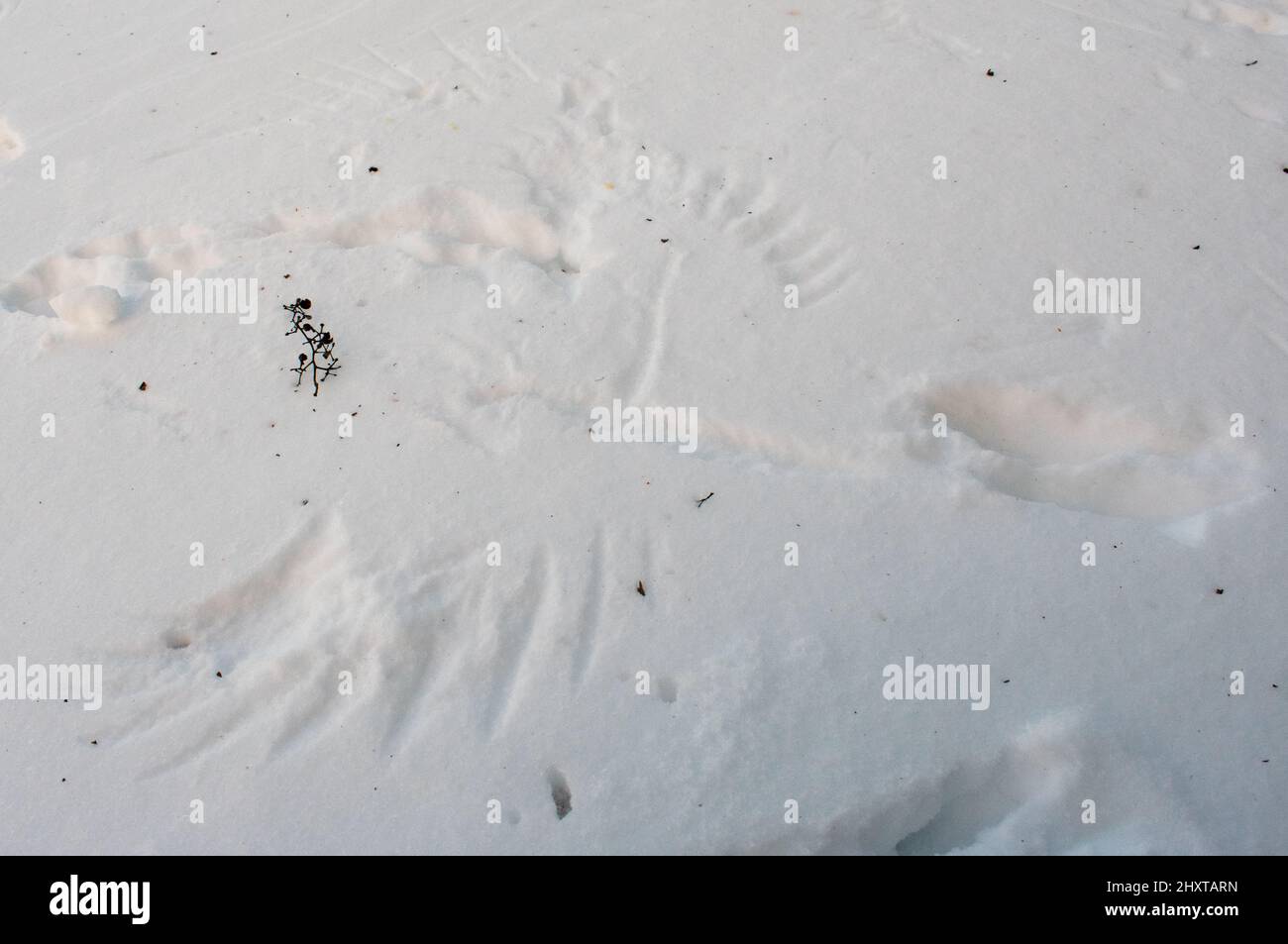 Bird wing texture hi-res stock photography and images - Alamy