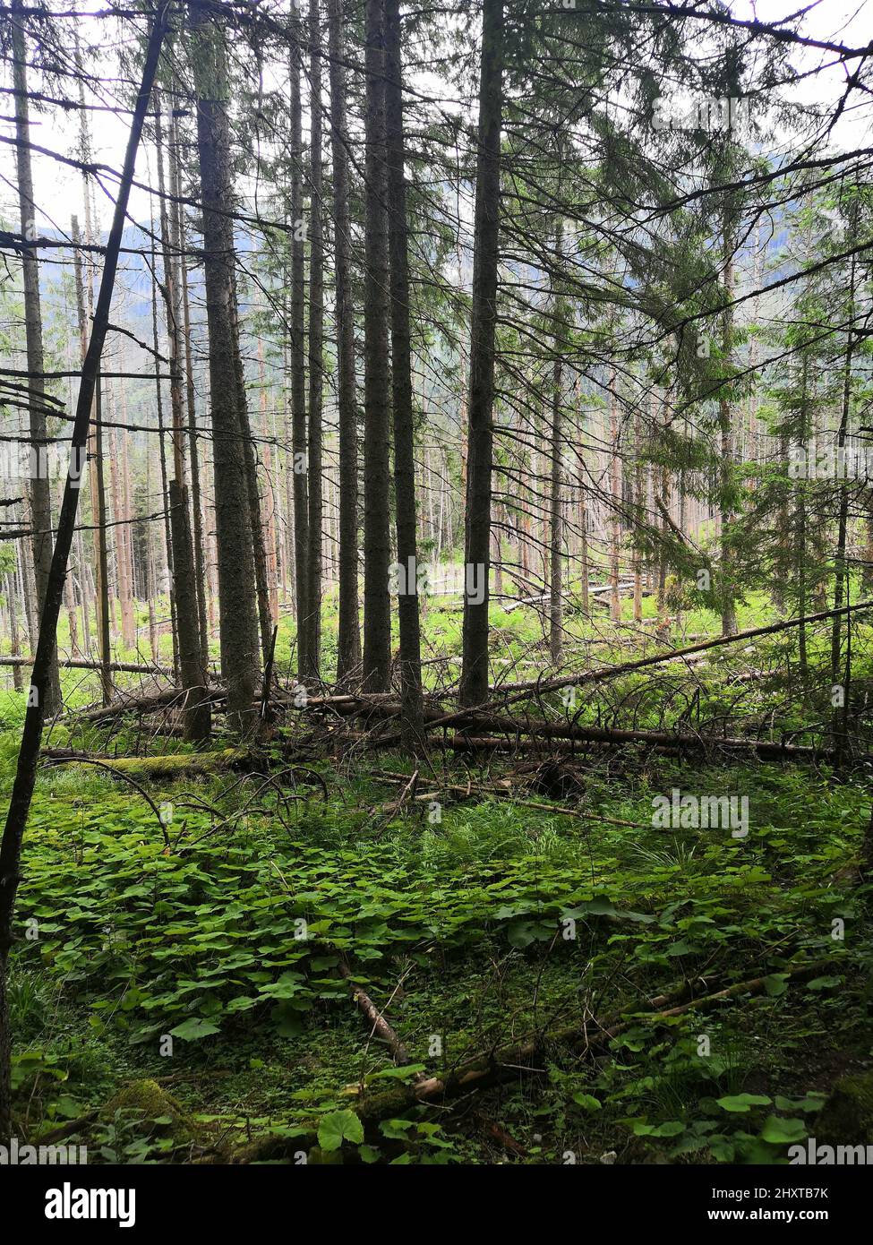 Vertical photo of tall pine tree forest with withered branches in ...