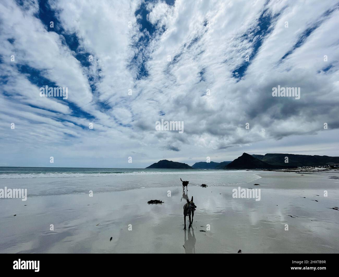 Dogs under water hi-res stock photography and images - Alamy