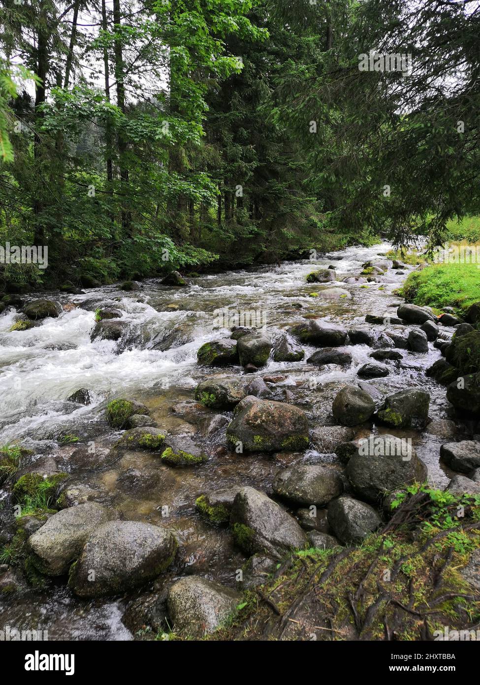 Vertical photo of a stream flowing among rocks with plants and trees in ...