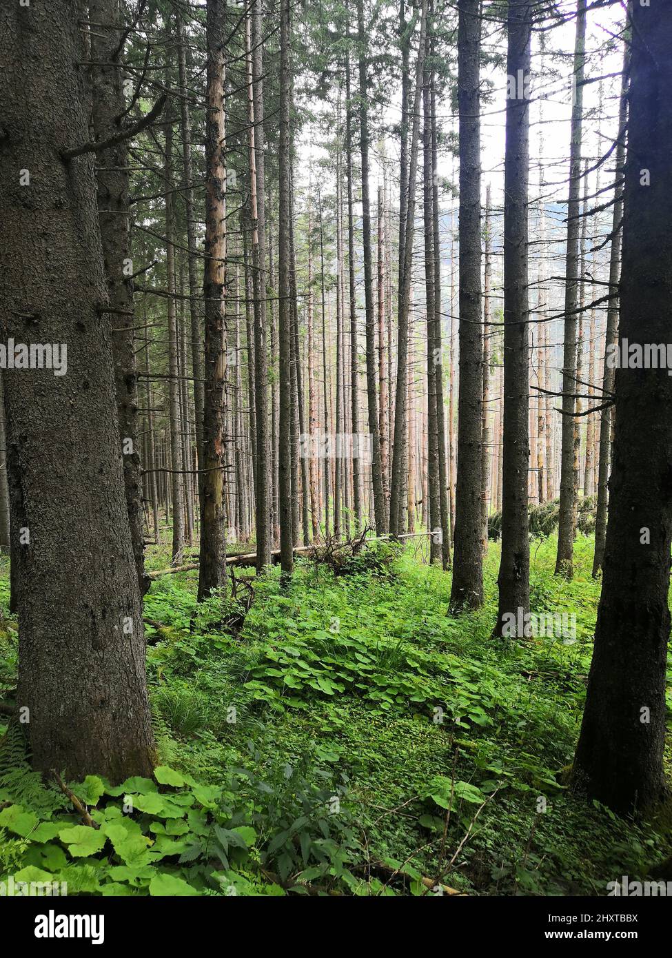 Vertical photo of tall pine tree forest with withered branches in ...