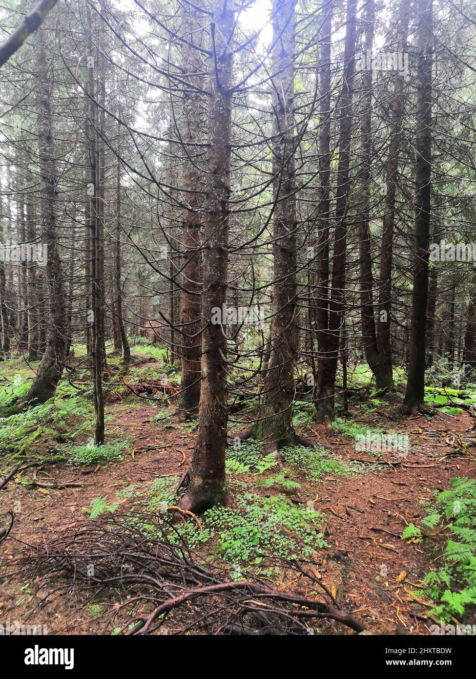 Vertical shot of a dense forest with tall trees and cut branches on the ...