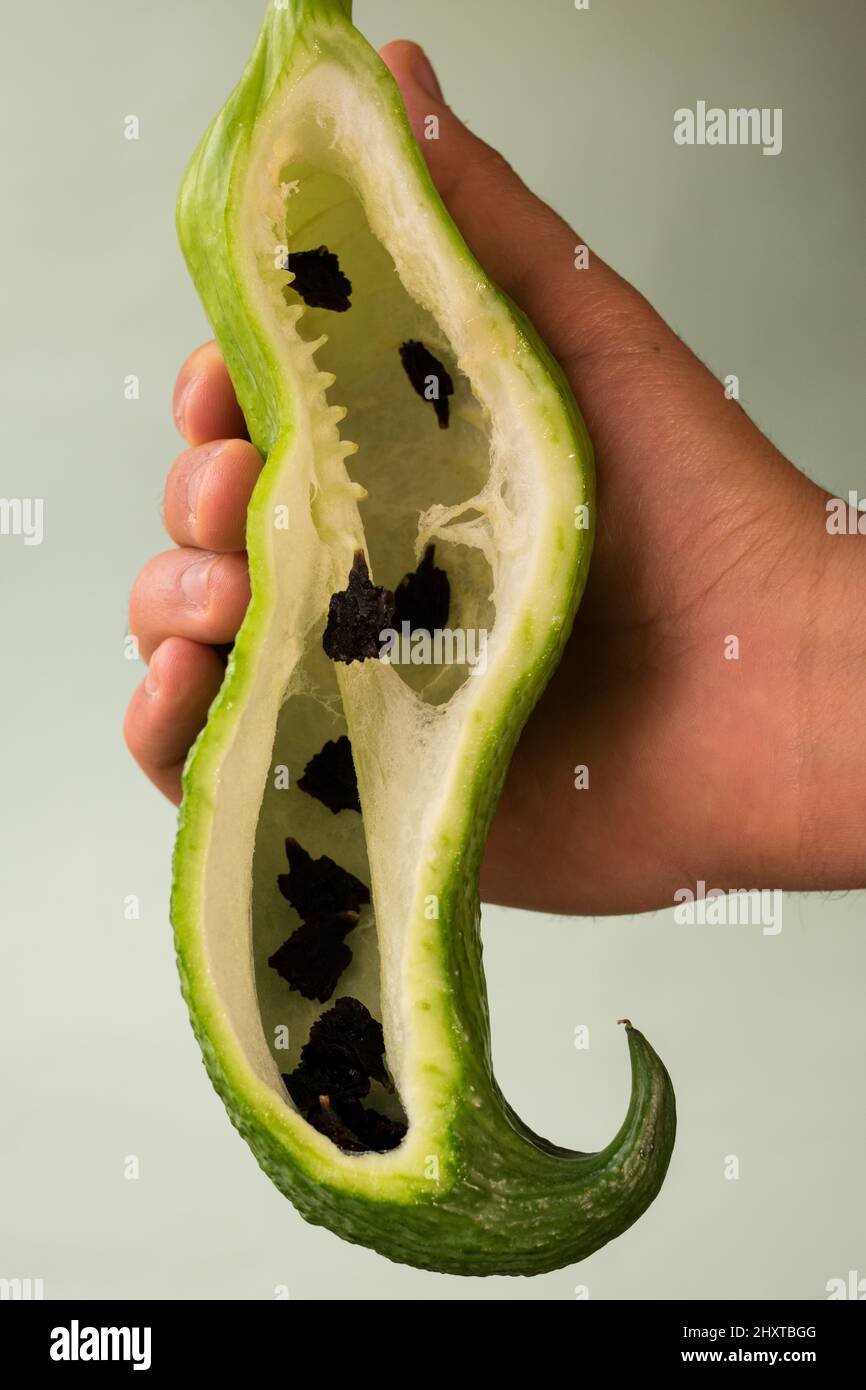 Caigua hi-res stock photography and images - Alamy