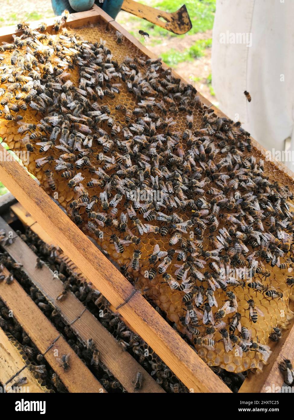 Closeup photo of a beekeeper standing near a beehive and holding a bee ...