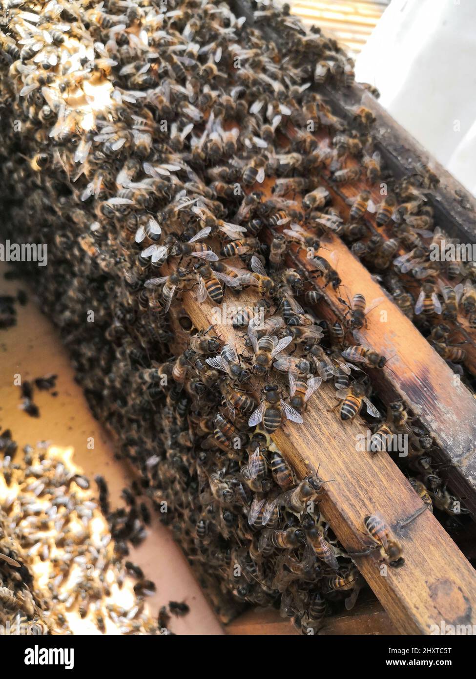 Vertical closeup photo of bees in a beehive Stock Photo - Alamy
