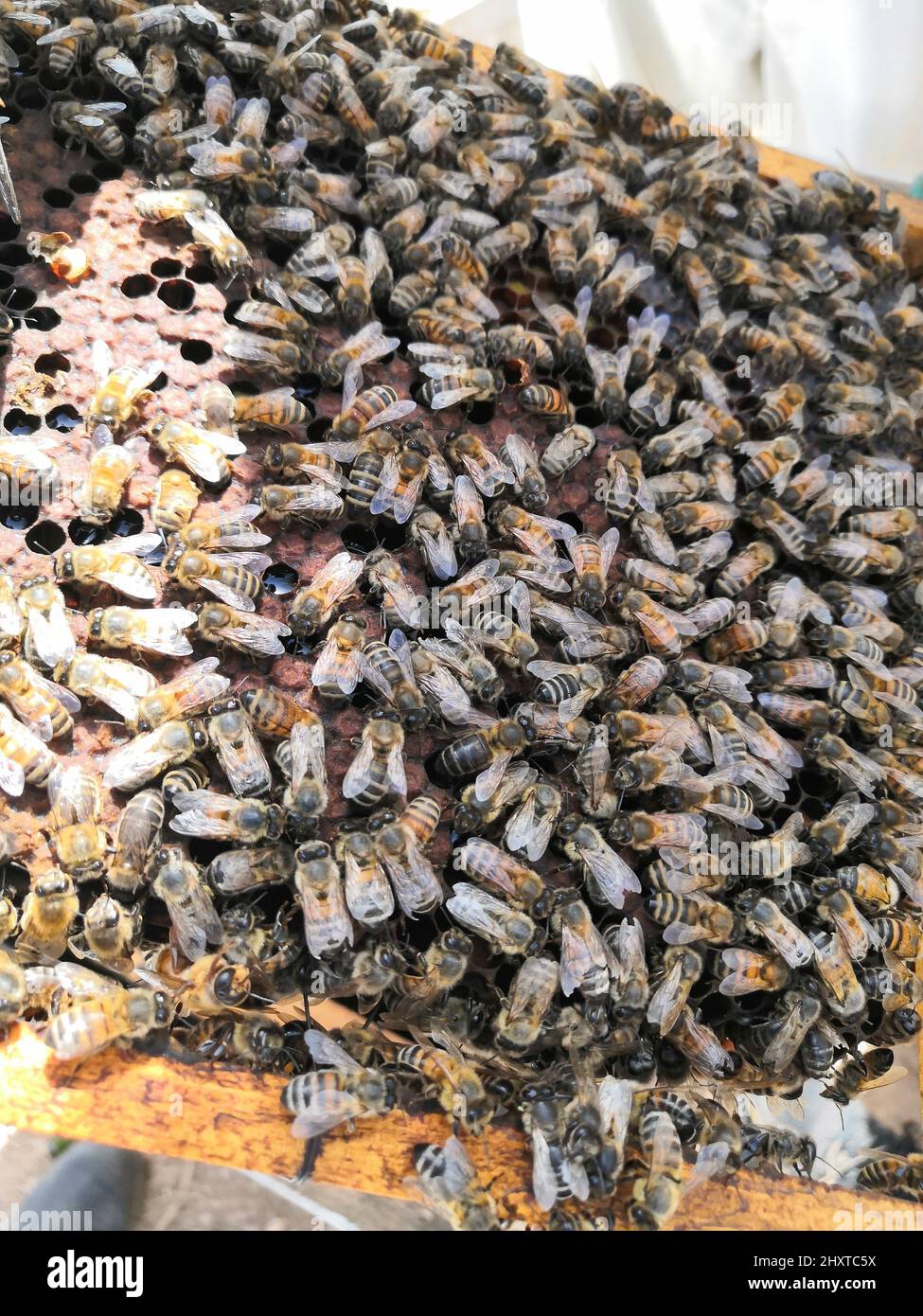 Closeup photo of a beekeeper holding a bee brood in a bee farm Stock ...