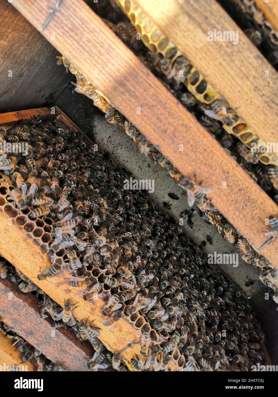 Vertical closeup photo of bees in a beehive Stock Photo - Alamy