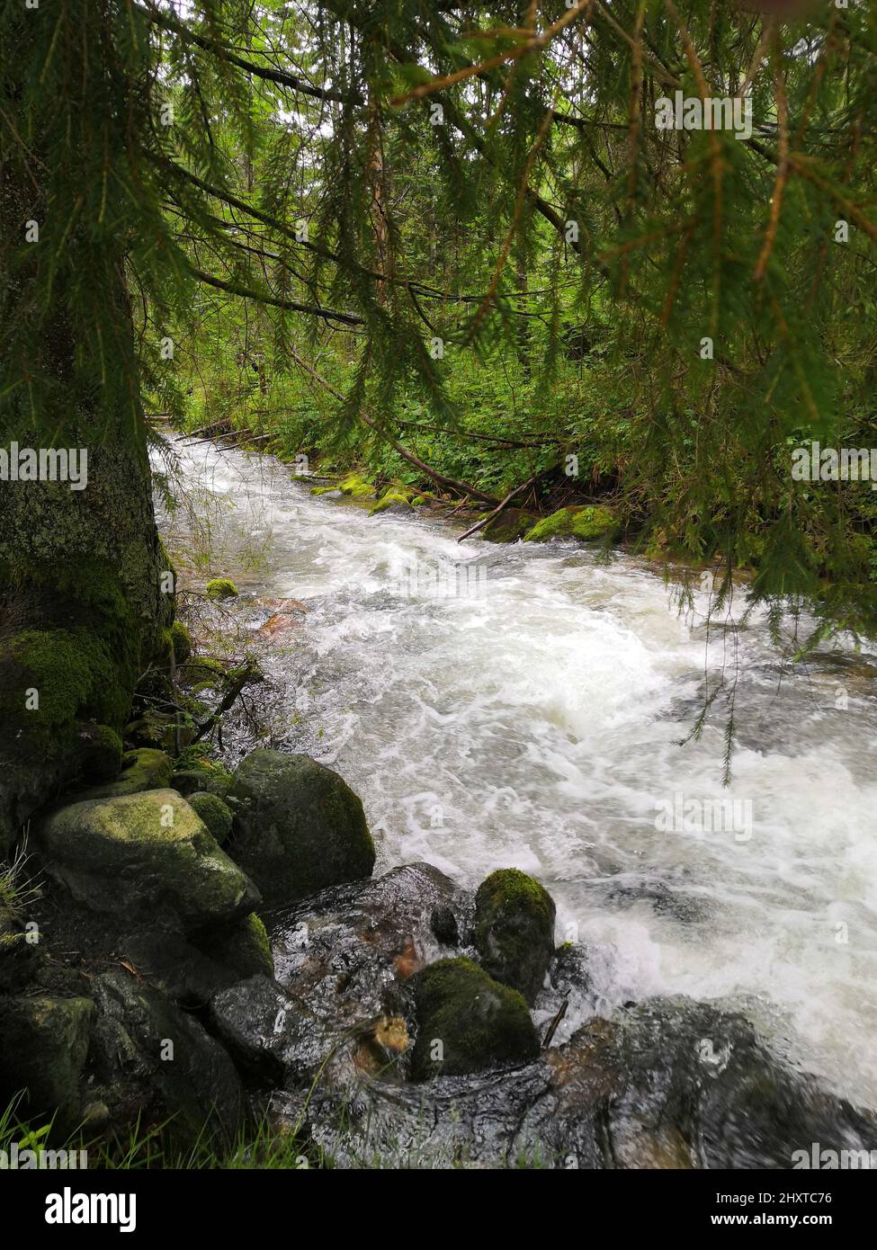Vertical photo of a stream flowing among rocks with plants and trees in ...