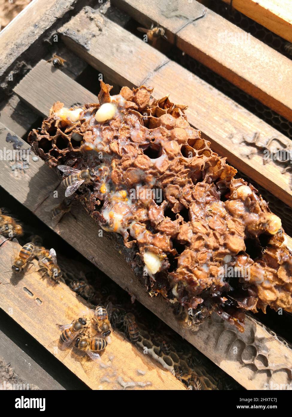 Vertical closeup photo of bees in a beehive Stock Photo - Alamy