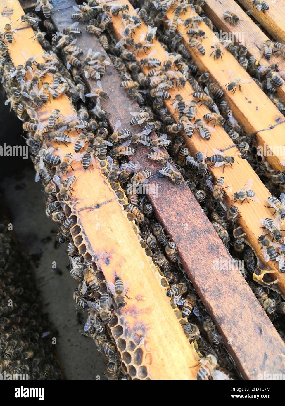 Vertical closeup photo of bees in a beehive Stock Photo - Alamy
