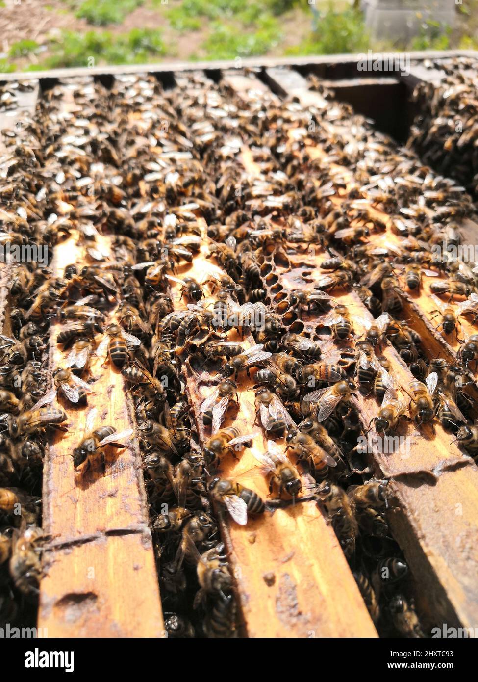 Vertical closeup photo of bees in a beehive Stock Photo - Alamy
