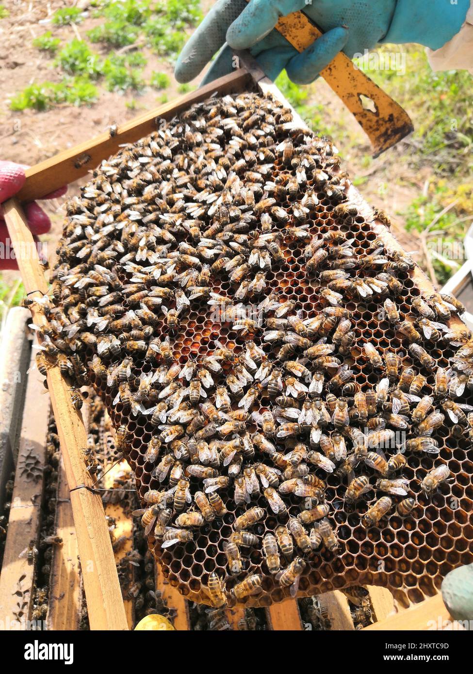 Closeup photo of a beekeeper holding a bee brood in a bee farm Stock ...