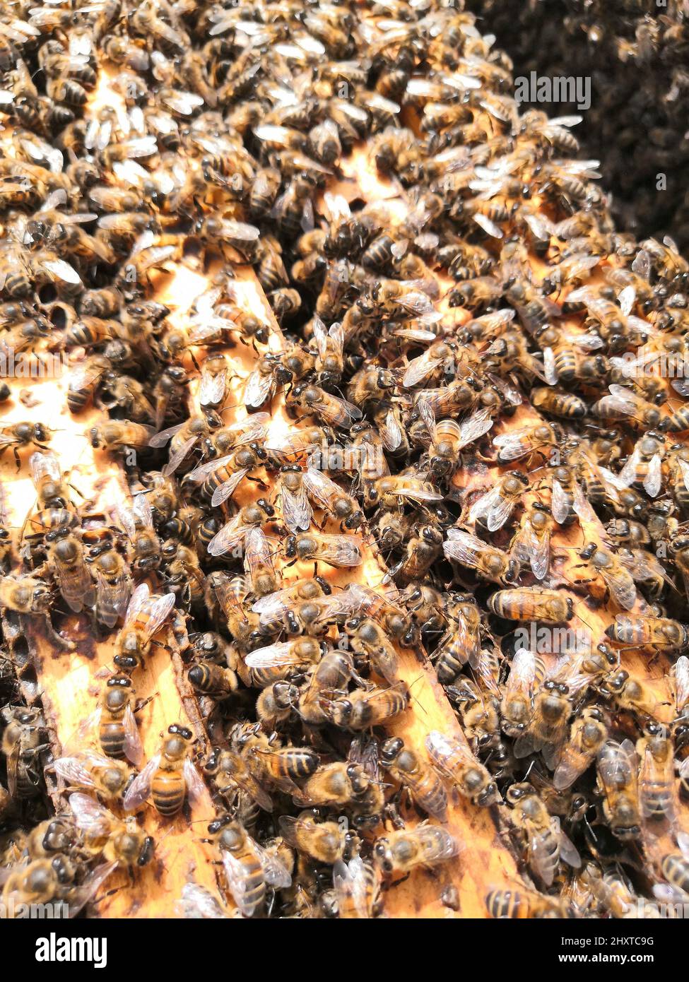 Vertical closeup photo of bees in a beehive Stock Photo - Alamy