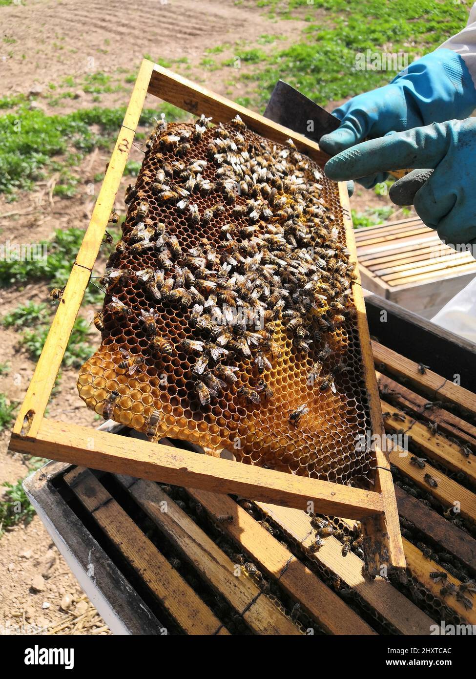 Vertical photo of a beekeeper standing near a beehive and holding a bee ...